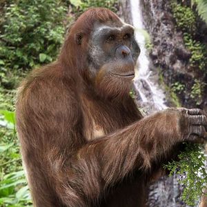 What Happened to the World's Greatest Ape? - Sasquatch Chronicles