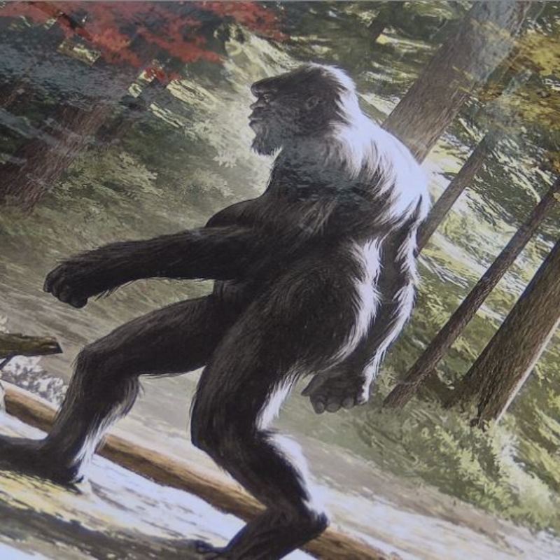 I Know What I Saw - Sasquatch Chronicles