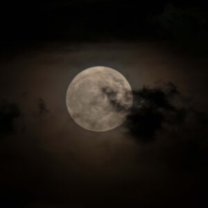 GULON: The Arctic Forest Wolverine Explained - Sasquatch Chronicles