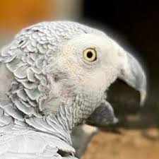 British Wildlife Park Removes 5 Cursing Parrots - Sasquatch Chronicles