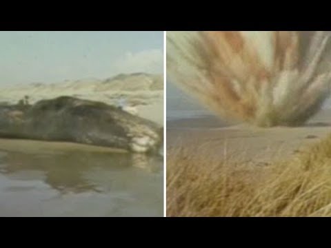 Strange History: Exploding Whale - Sasquatch Chronicles