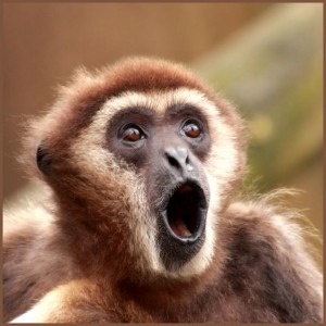 Gibbon freaks out over hedgehog - Sasquatch Chronicles