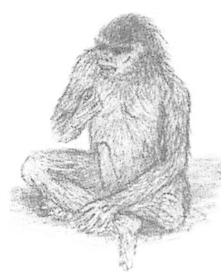 Barmanu (Pakistan's Bigfoot) - Sasquatch Chronicles
