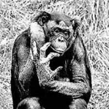 The Mystery of the Bili Ape - Sasquatch Chronicles