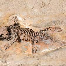 The Most Bizarre Fossils Ever Discovered - Sasquatch Chronicles