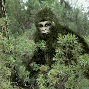 Upcoming Show: Encounter With A Female Sasquatch - Sasquatch Chronicles