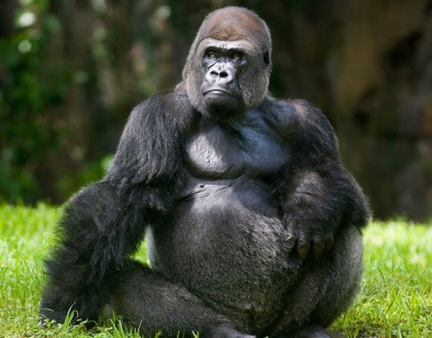 Gorillas Use Stinky B.O. to Say 'Back Off' - Sasquatch Chronicles