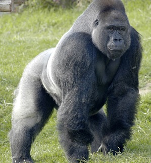 Gorillas Use Stinky B.O. to Say 'Back Off' - Sasquatch Chronicles