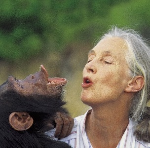 What Does An Expert On Chimpanzees And A Legend Think? - Sasquatch ...