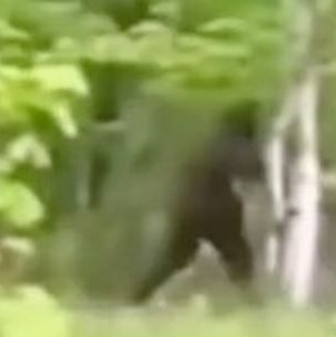 Two men capture a figure running through the trees - Sasquatch Chronicles