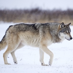 How Ice Age Wolves Became Man’s Best Friend - Sasquatch Chronicles