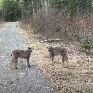 Two Lynx in Ontario Have Intense Conversation - Sasquatch Chronicles