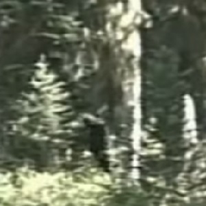 Paul Freeman Bigfoot Footage - Sasquatch Chronicles