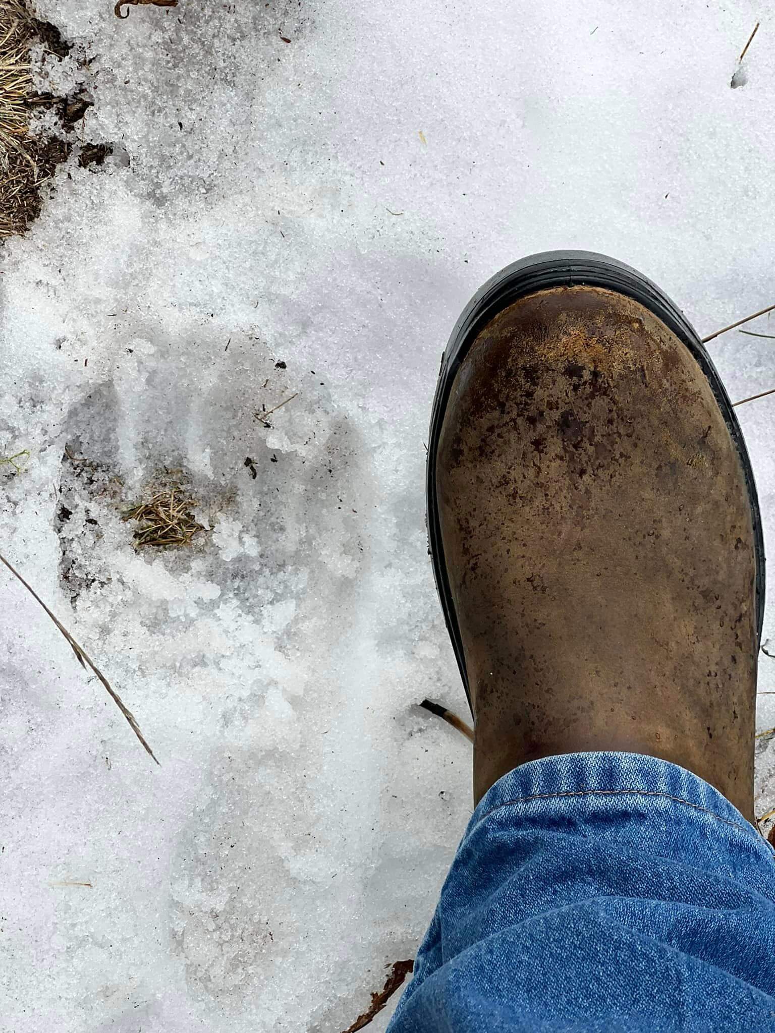 Strange Tracks Found - Sasquatch Chronicles