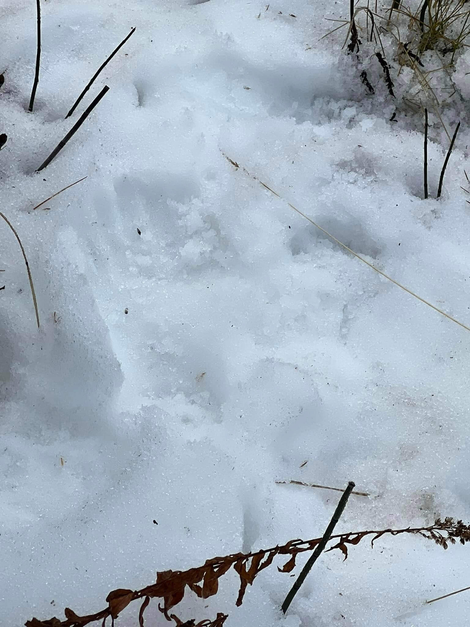 Strange Tracks Found - Sasquatch Chronicles