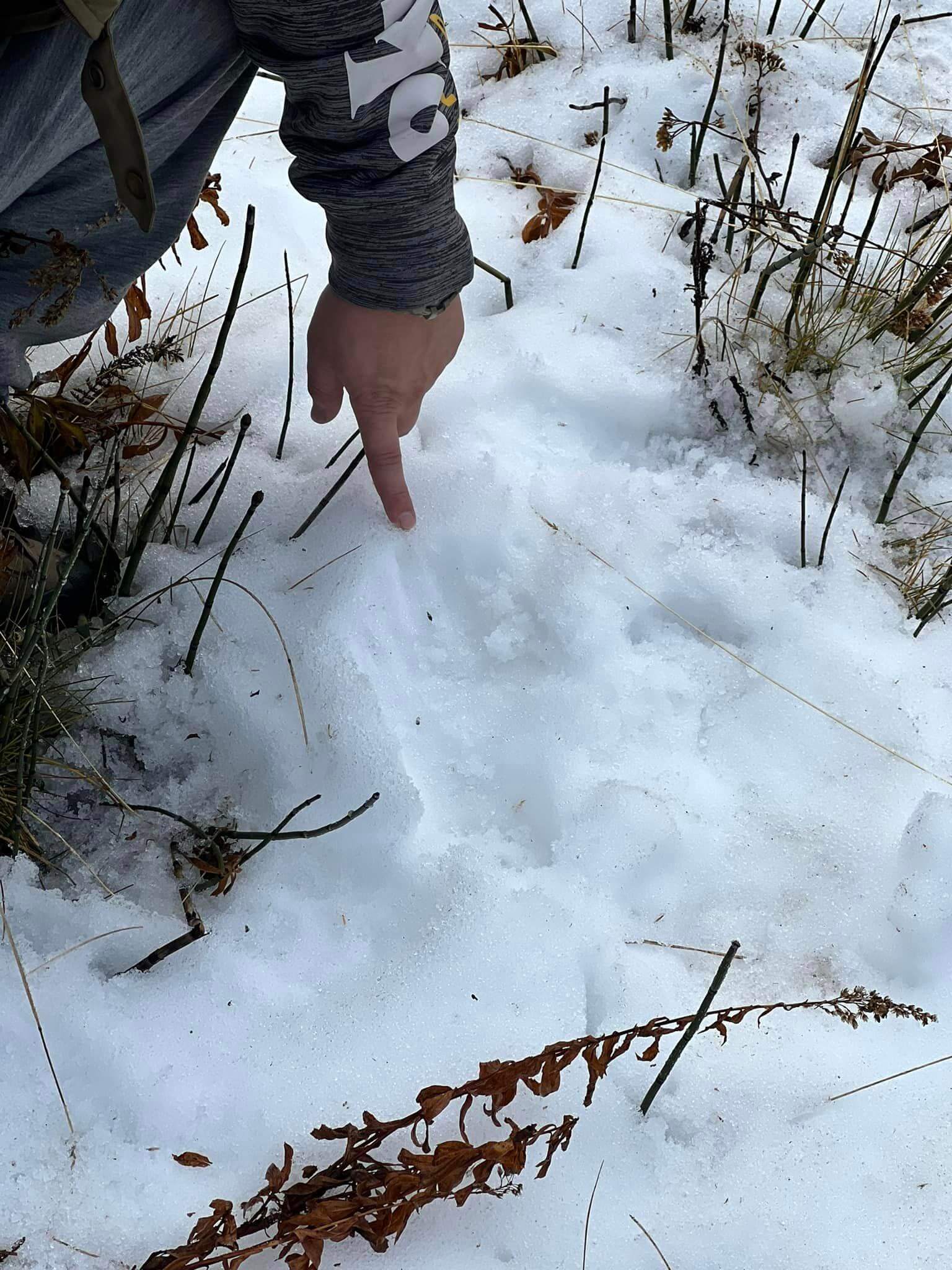 Strange Tracks Found - Sasquatch Chronicles