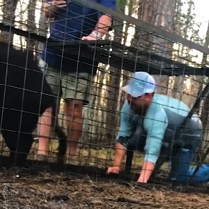Men Rescue A Hog Trapped In Cage - Sasquatch Chronicles