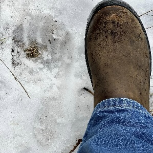 Strange Tracks Found - Sasquatch Chronicles