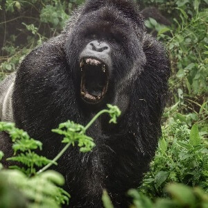 Gorilla Vocalizations And Behavior - Sasquatch Chronicles