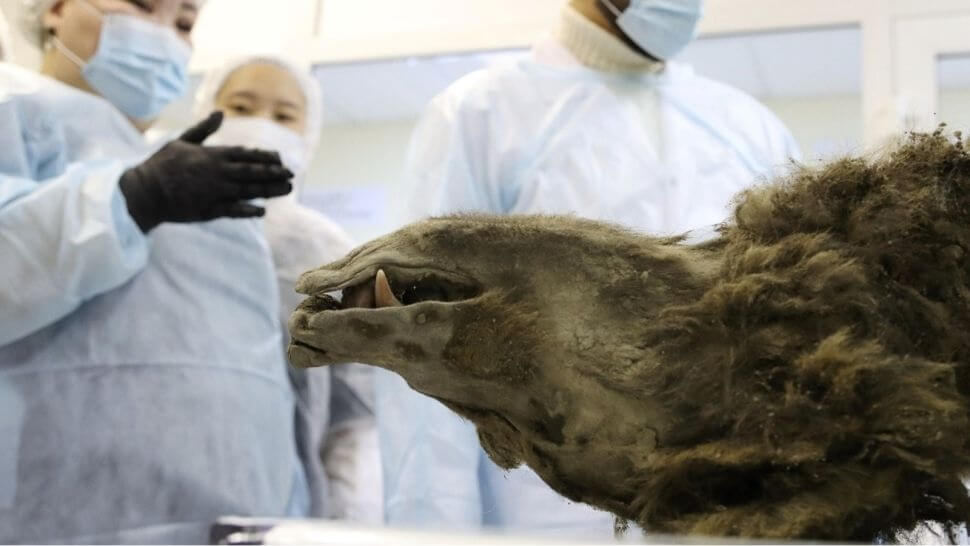 3,500-year-old bear found in Siberian permafrost dissected - Sasquatch ...