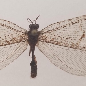 Huge bug found outside Walmart turns out to be rare Jurassic-era insect ...