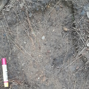 Large Footprint Black Rock Mountain, GA - Sasquatch Chronicles