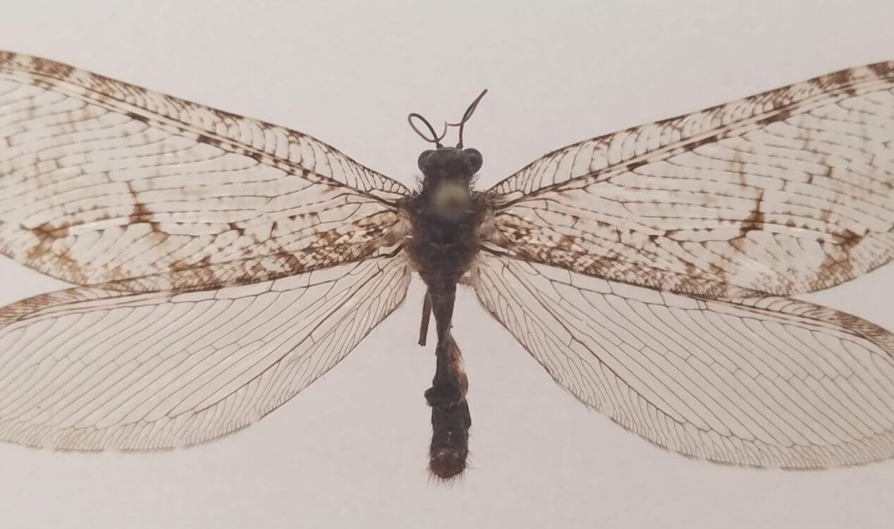 Huge bug found outside Walmart turns out to be rare Jurassic-era insect ...