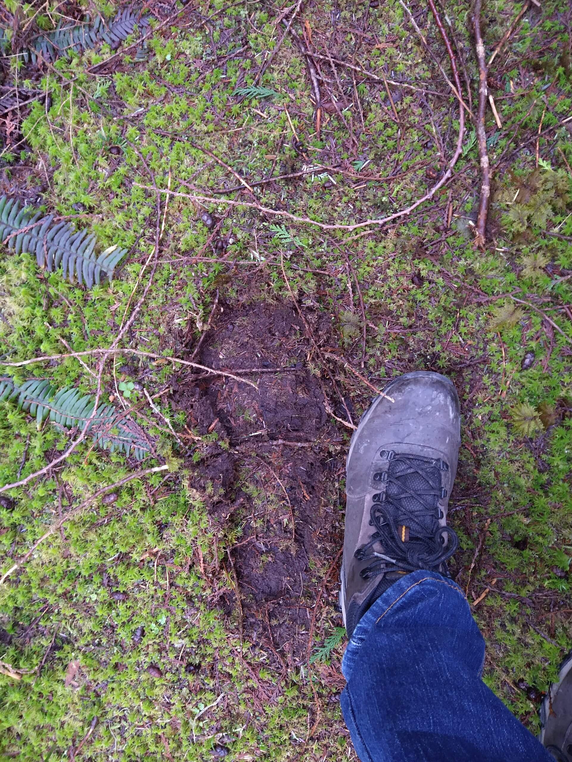 Strange tracks found in British Columbia - Sasquatch Chronicles