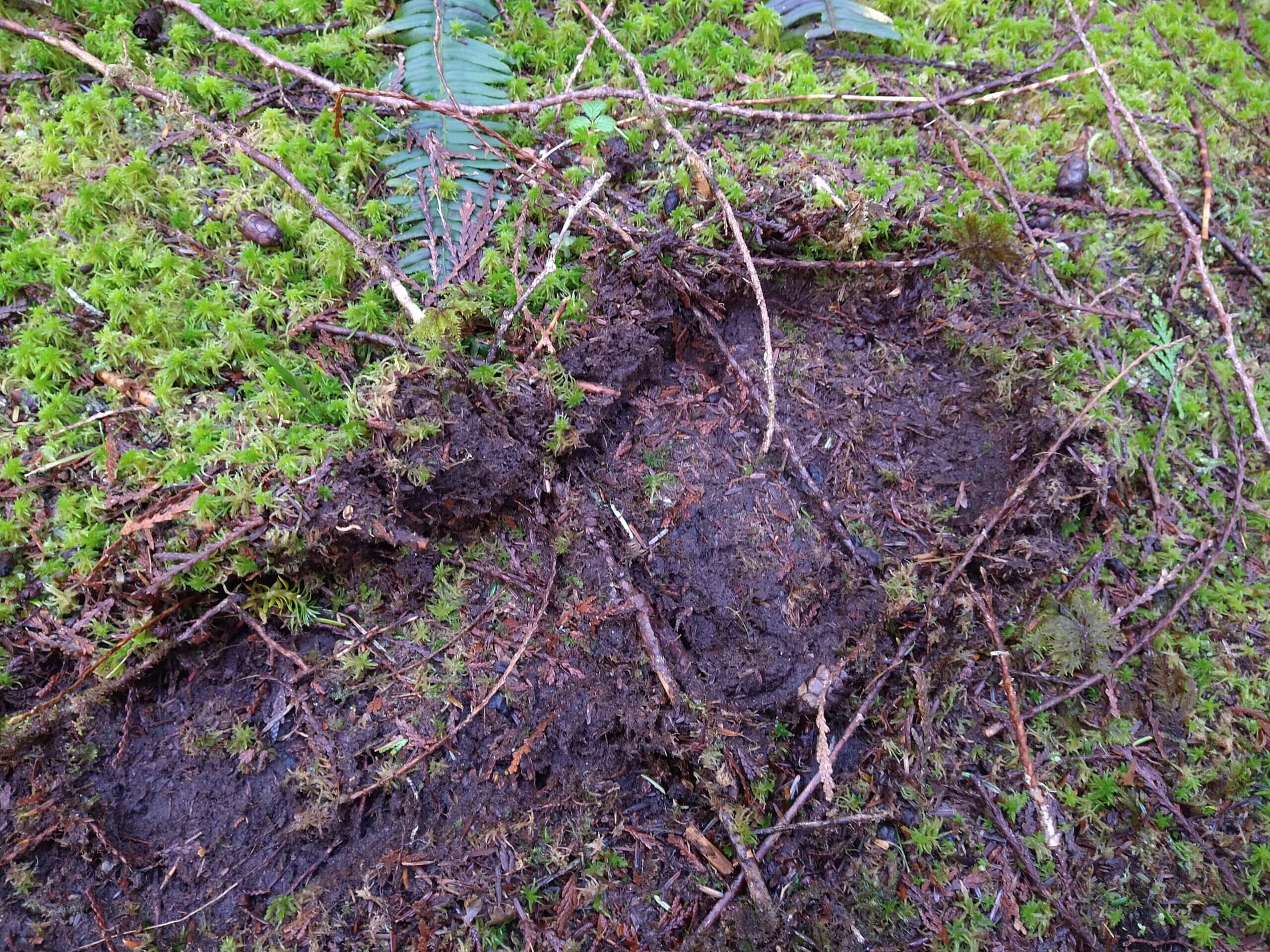 Strange tracks found in British Columbia - Sasquatch Chronicles