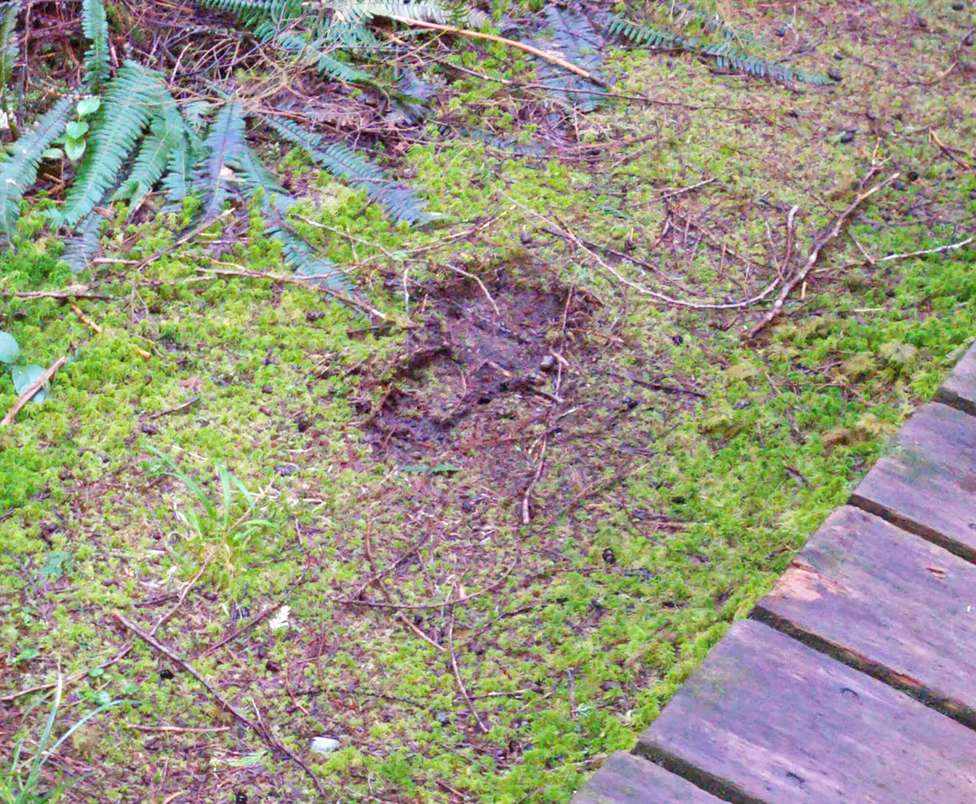 Strange tracks found in British Columbia - Sasquatch Chronicles