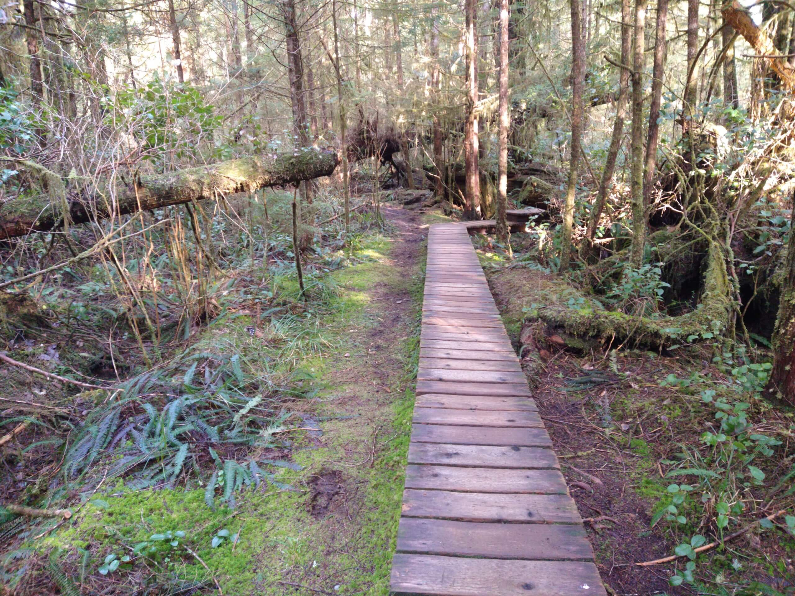Strange tracks found in British Columbia - Sasquatch Chronicles