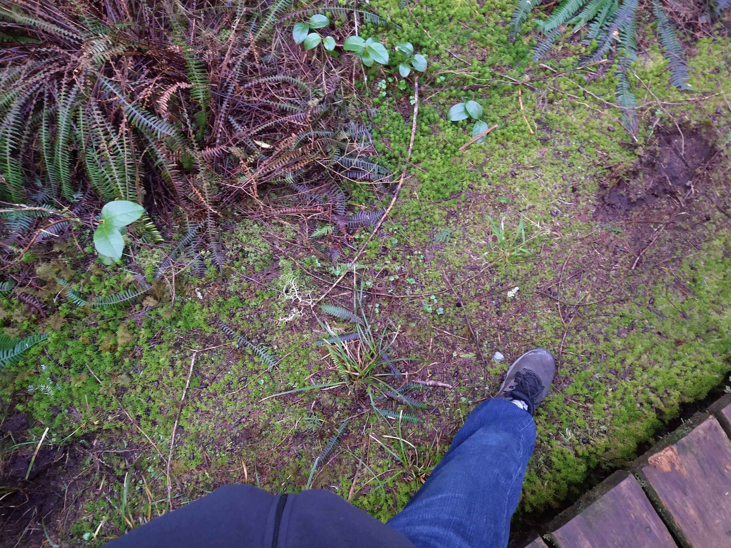 Strange tracks found in British Columbia - Sasquatch Chronicles