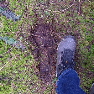 Strange tracks found in British Columbia - Sasquatch Chronicles