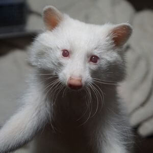 Rare Albino Raccoon Spotted On Long Island - Sasquatch Chronicles