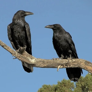 Creepy Raven Speaking - Sasquatch Chronicles