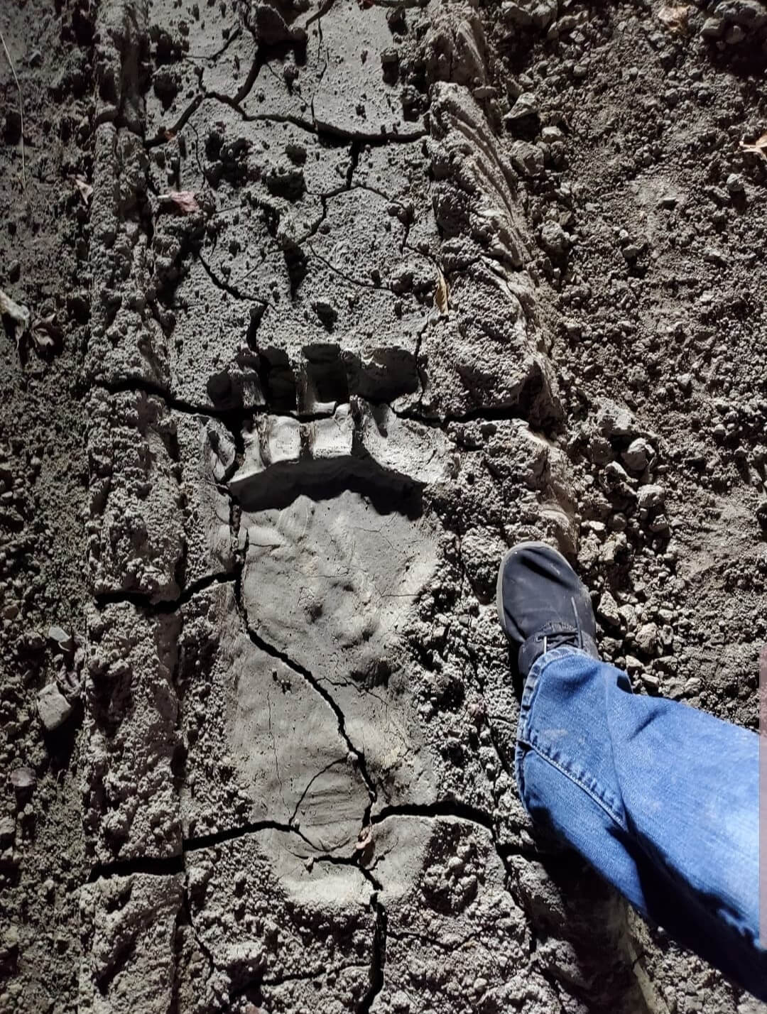 Strange Tracks Found In Lewis County Kentucky - Sasquatch Chronicles