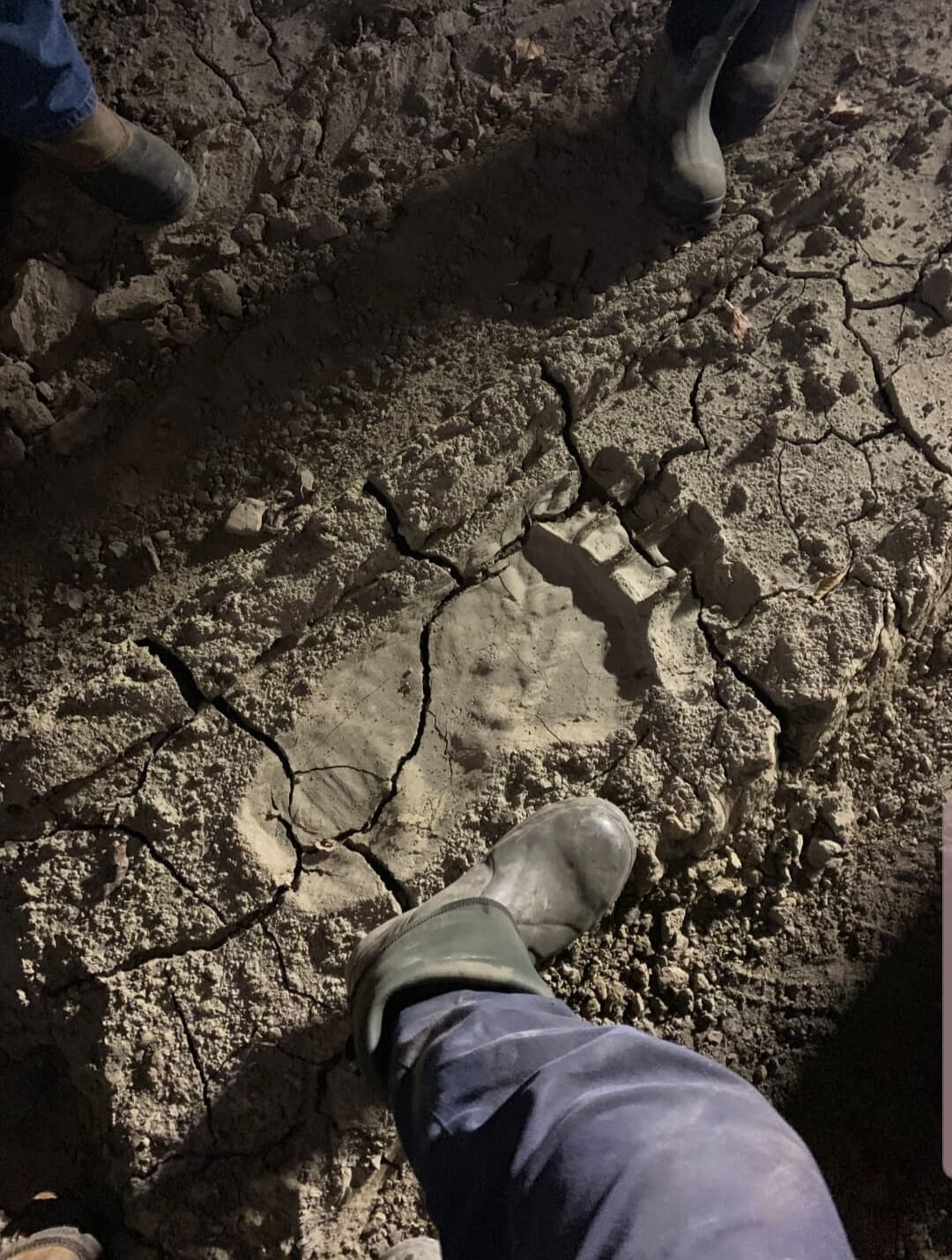 Strange Tracks Found In Lewis County Kentucky - Sasquatch Chronicles