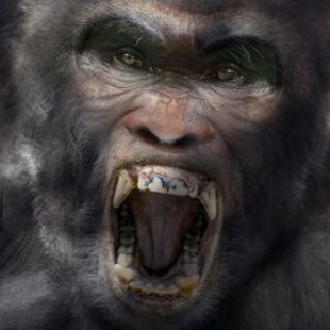 Upcoming Show: Why Is There A Gorilla In Virginia - Sasquatch Chronicles