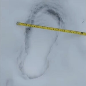 Frater Lake Tracks - Sasquatch Chronicles