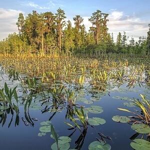 What’s this screaming? - Sasquatch Chronicles